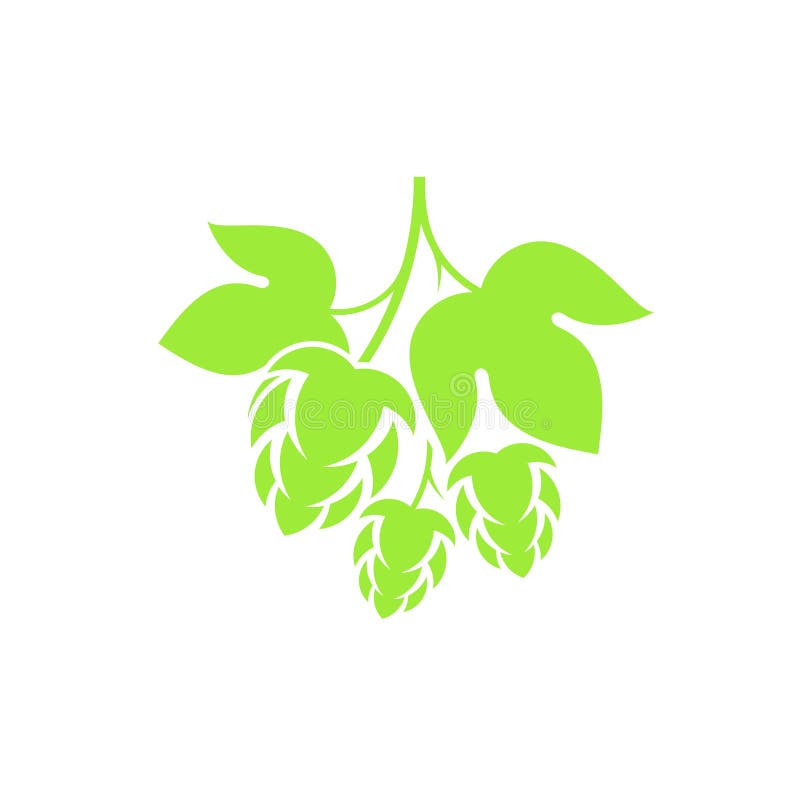 Hop. Isolated Branch on White Background Stock Vector - Illustration of ...