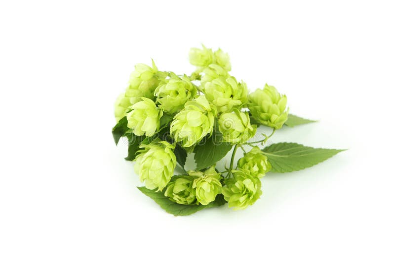Hop isolated on a white. stock photo. Image of products - 45433830