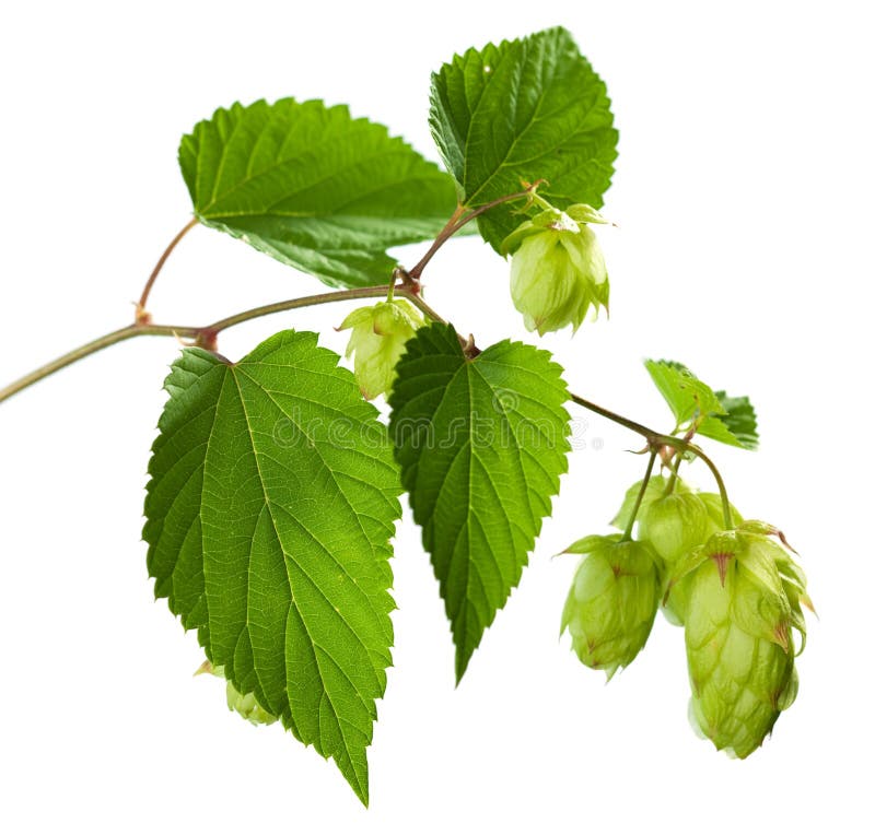 Hop Isolated on White Background Stock Image - Image of brew ...