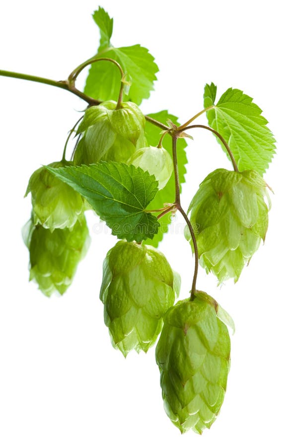 Hop Isolated on White Background Stock Image - Image of products, cone ...