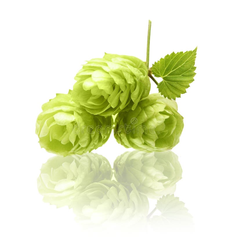 White Hop Flowers with Leaves. Stock Image - Image of plant, green ...