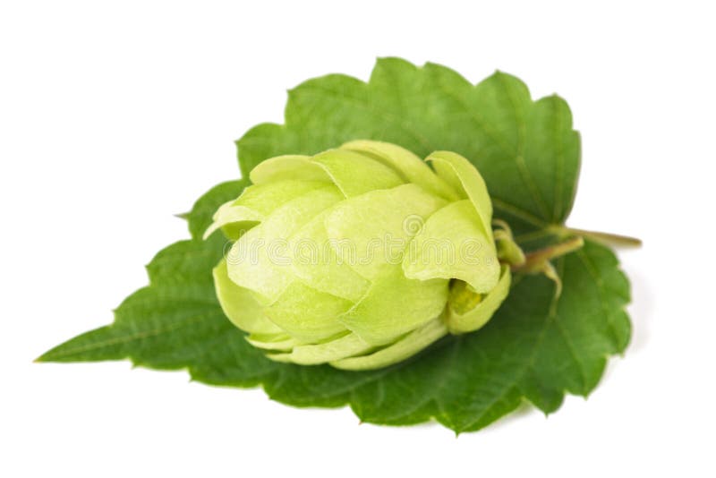 Hop on leaf stock photo. Image of green, ingredient - 256466522