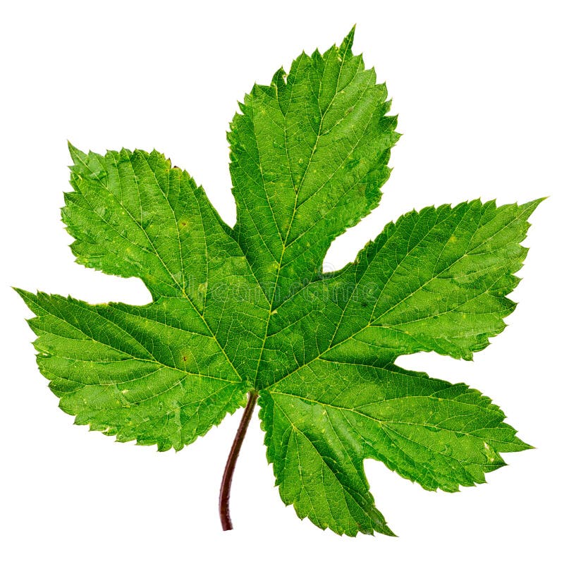 Hop leaf stock photo. Image of leaf, environment, beer - 96410552