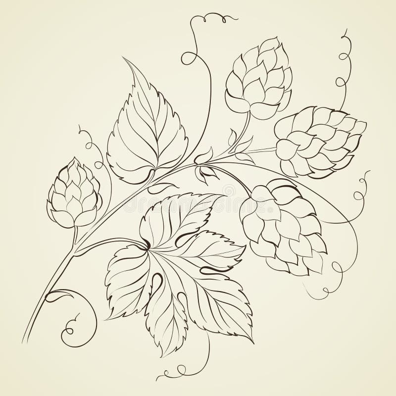 Decorative hops cover. stock vector. Illustration of agriculture - 34846747