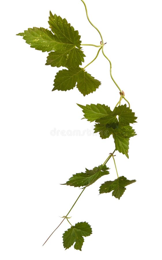 Hop Leaves Isolated on White Stock Image - Image of organic, plant ...