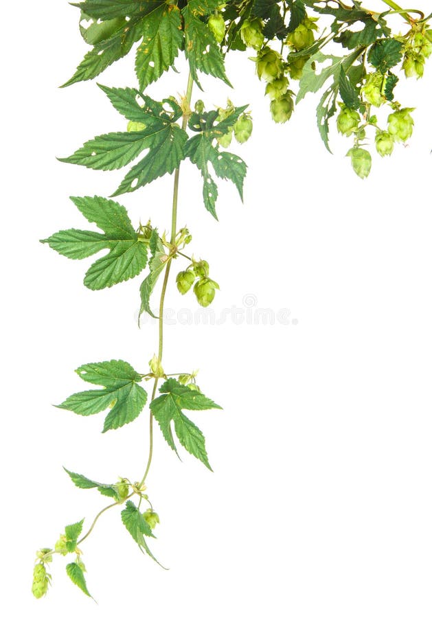 Hop leaves stock image. Image of flora, leaves, nature - 58357951