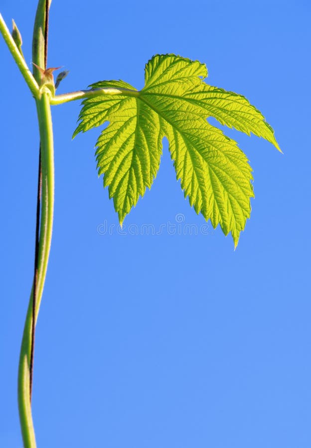 Hop plant stock image. Image of green, leaf, autumn, blue - 15157905