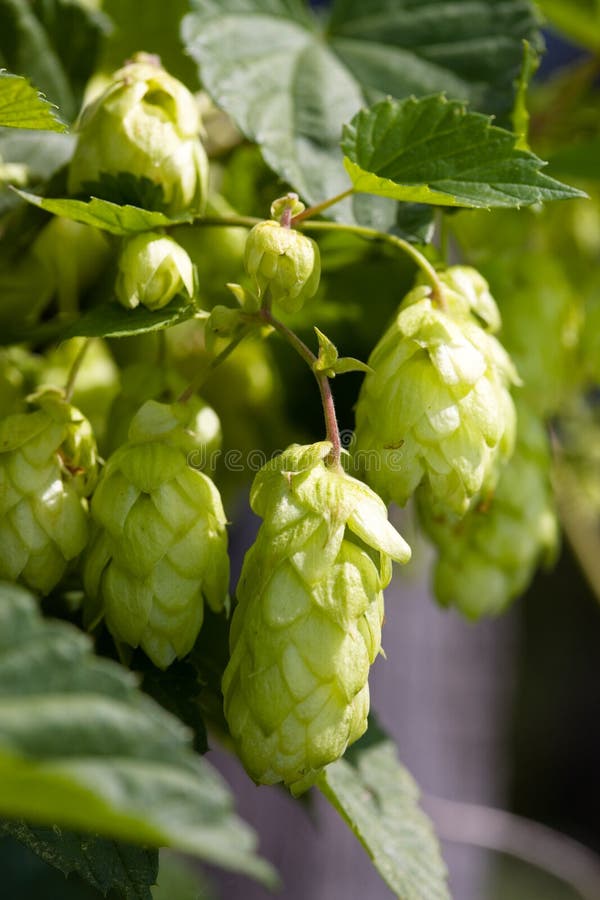 Hop plant stock photo. Image of plant, branch, brew, producing - 3596440