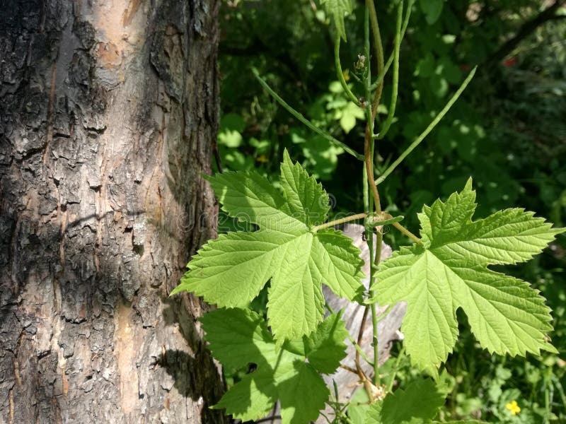 Hop plant in the garden stock image. Image of spring - 93118907