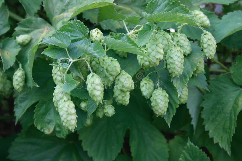 Hop plant (Humulus) stock image. Image of humulus, flower - 56374967