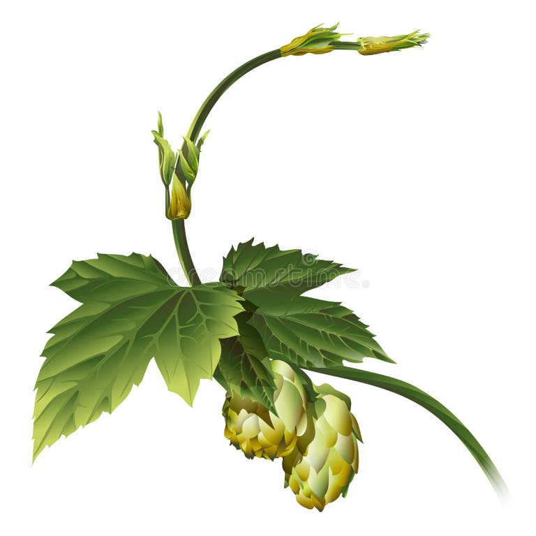 Hop plant vector stock vector. Illustration of crop, illustrationl ...