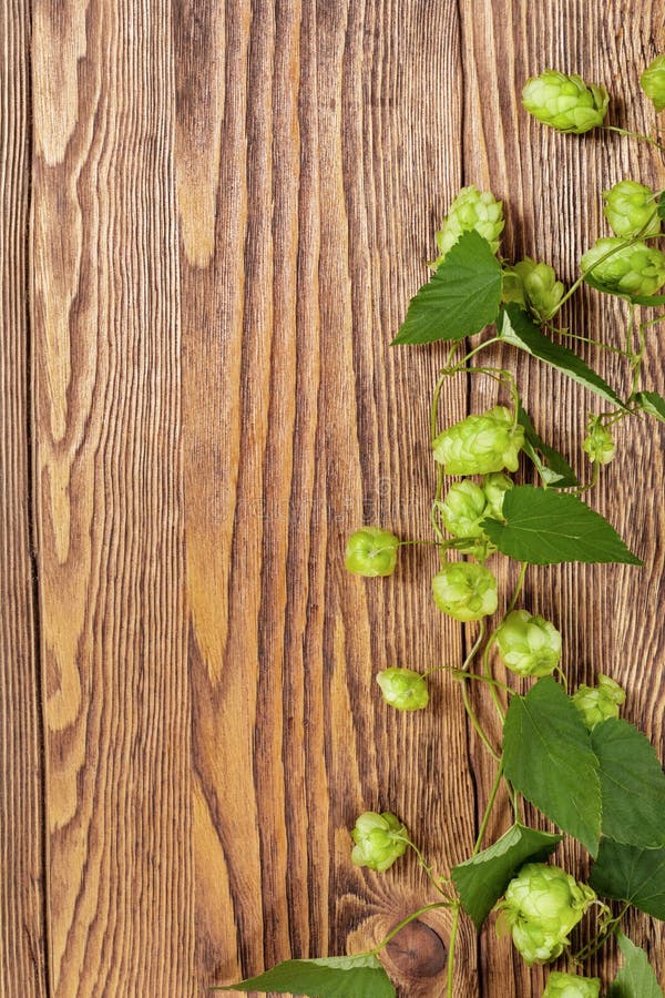 Hop Plant on a Wooden Table Stock Image - Image of humulus, brown: 28701303