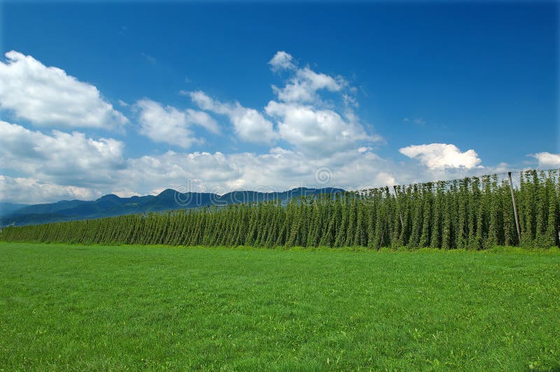 Hops field stock image. Image of green, nature, hill - 22851781