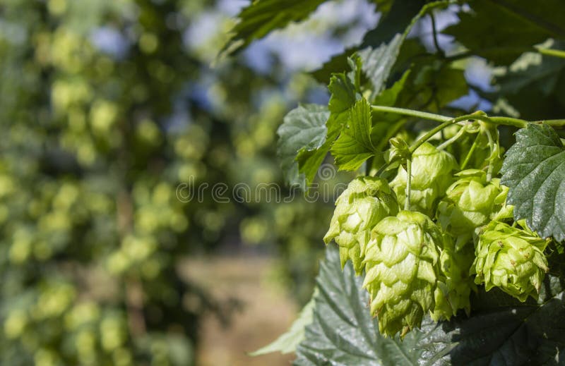 Hop Plants Growing in Rows stock image. Image of background - 50364229
