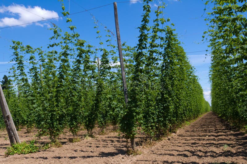 Hop plants on trellis stock photo. Image of growth, humulus - 20352302