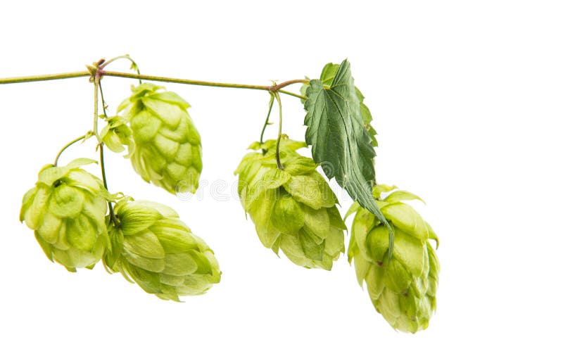 Hop Raw Materials for the Production of Beer Isolated Stock Image ...