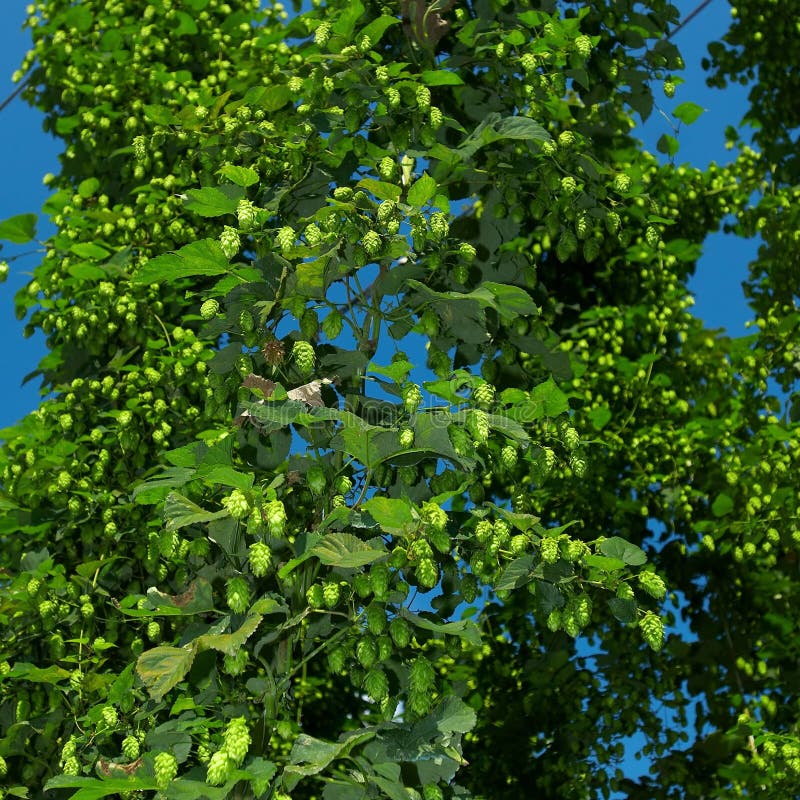 Hop stock photo. Image of fermentation, close, plants - 1218902