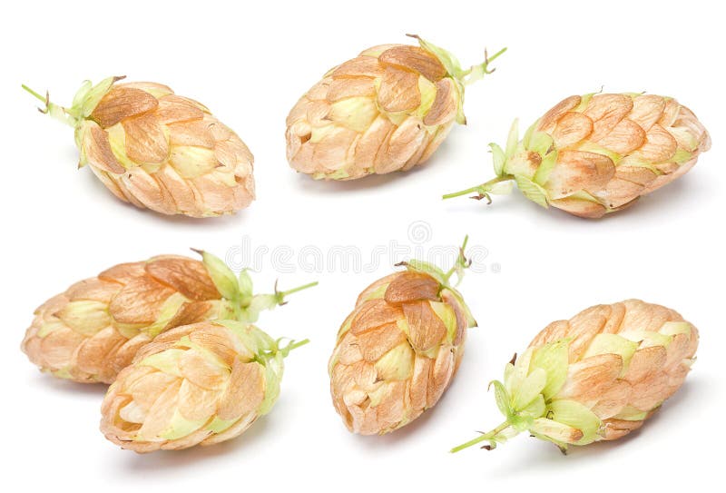 Hop ripe gold plant stock image. Image of yellow, white - 22217905