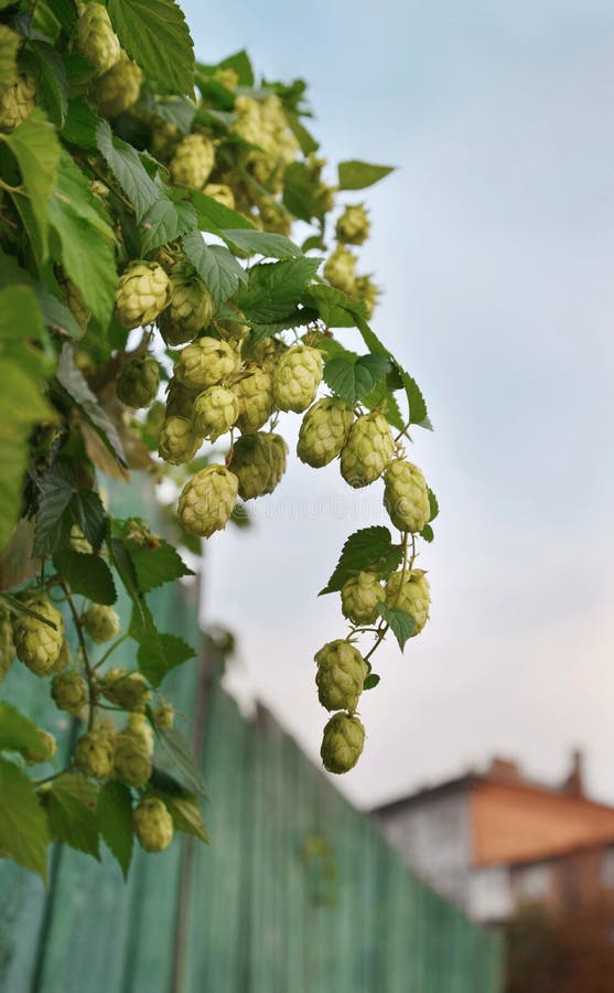 Hop seed cones stock photo. Image of stage, yard, leaf - 78577230