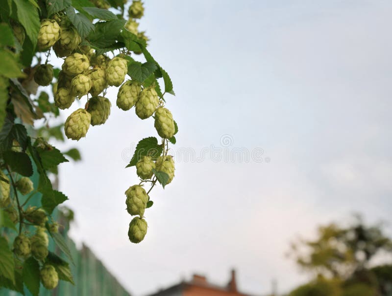 438 Hop Seed Cones Stock Photos - Free & Royalty-Free Stock Photos from ...