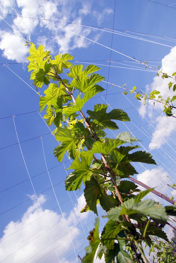 Hop sprout stock image. Image of hopfen, flavor, leave - 24916357