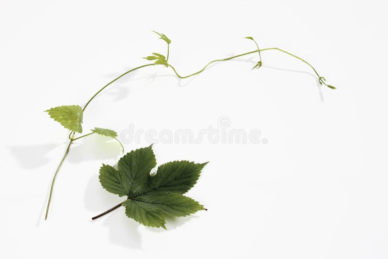 Hop tendril and leaf stock photo. Image of medical, tendril - 50483252