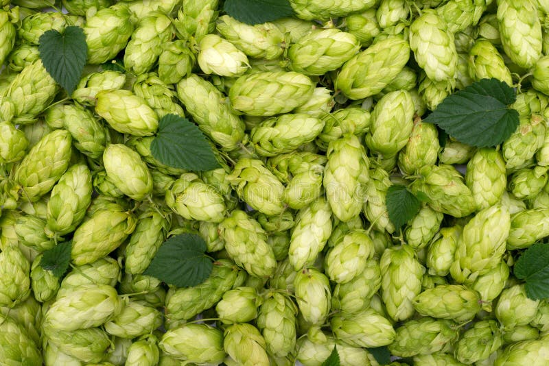 Hop texture stock photo. Image of beverage, climber, ingredients - 59263010