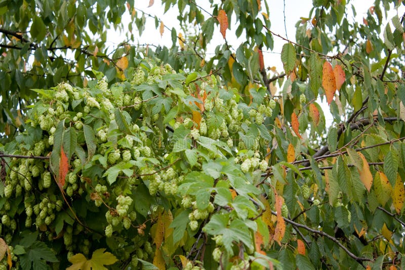 Hop on a tree stock image. Image of cone, aromatherapy - 11568965