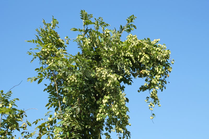 Hop on the tree stock image. Image of strobile, blossom - 100273185