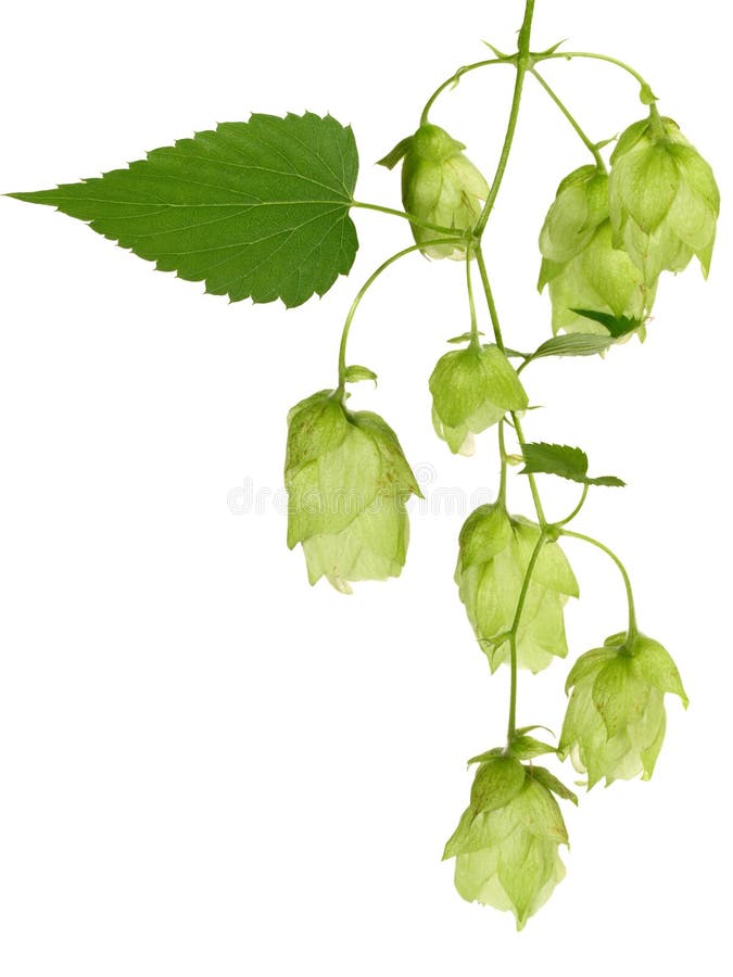 Hop Twigs on White Background - Isolated Stock Image - Image of leaf ...