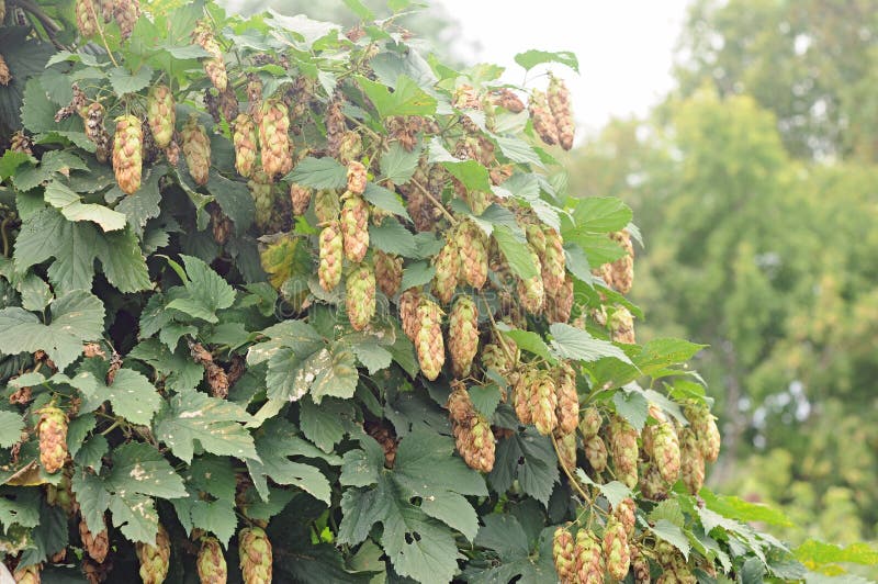 HOPS VINE stock photo. Image of sunny, drink, autumn - 34083040