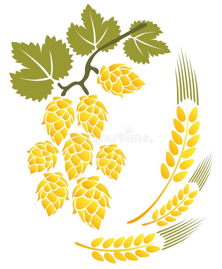 Hops and wheat stock vector. Illustration of brown, crop - 8365349