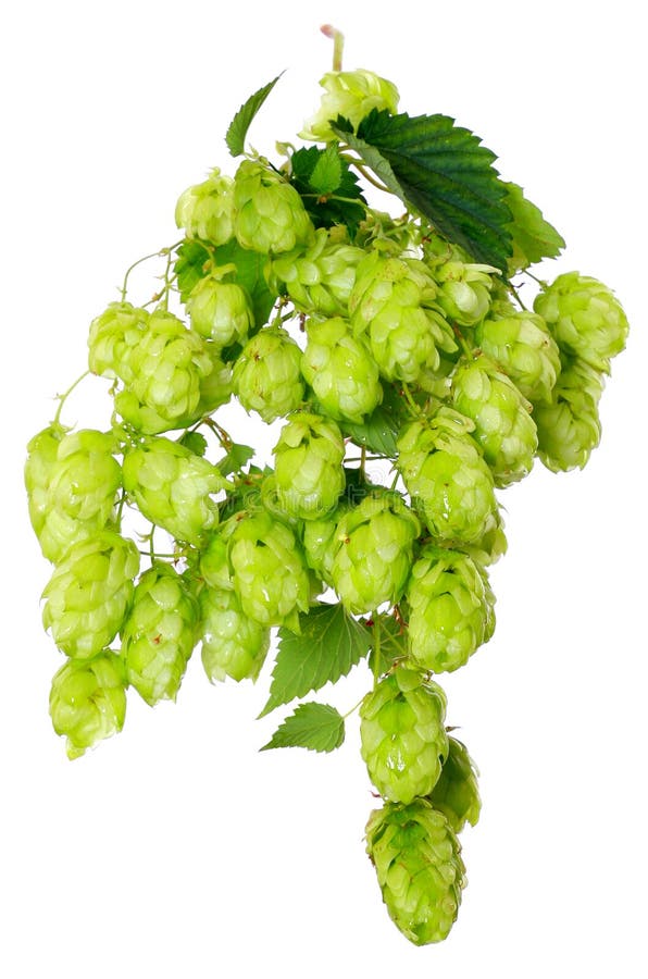 Hop stock image. Image of white, gourmet, break, leaf - 16233017