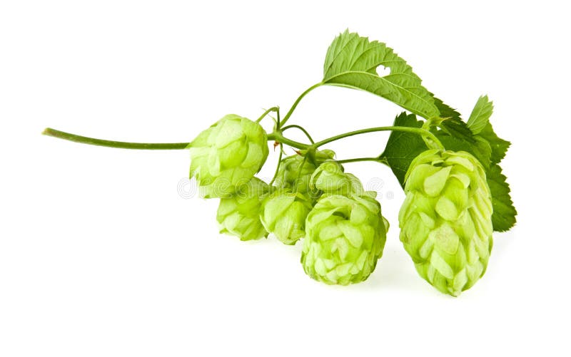 Branch of hops stock vector. Illustration of beverage - 44071272