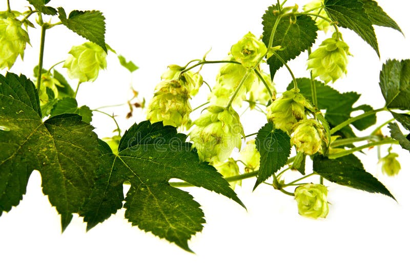 Hop stock photo. Image of branch, food, brew, agriculture - 47508306