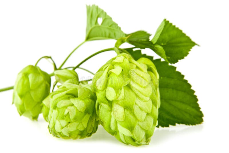 Hop stock image. Image of green, background, botany, flavor - 47508465
