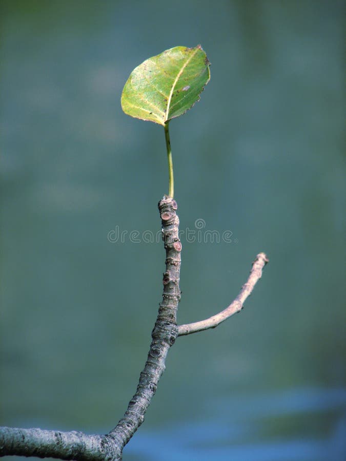 Hope stock photo. Image of born, hope, fight, nature, life - 1851588