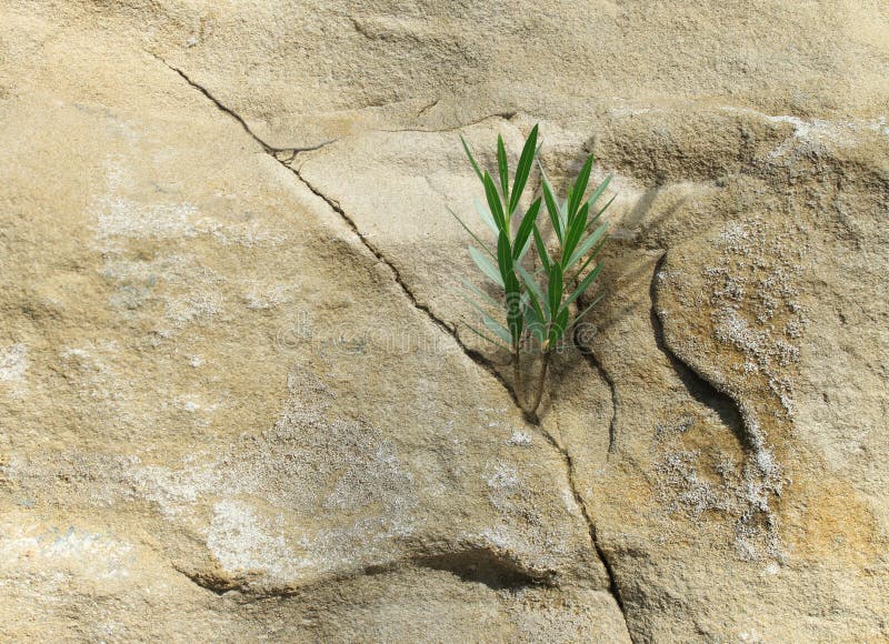 496 Plant Breaking Rock Stock Photos - Free & Royalty-Free Stock Photos ...