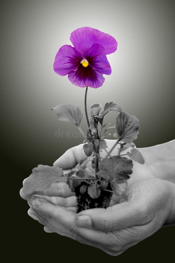 Hope stock image. Image of environment, idea, hope, garden - 2340229