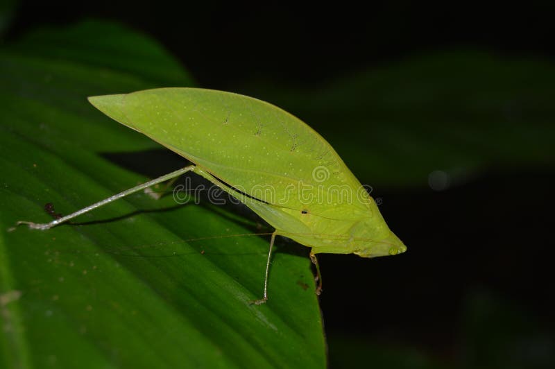 Hope stock photo. Image of hope, posing, orthoptera, leaf - 76768752