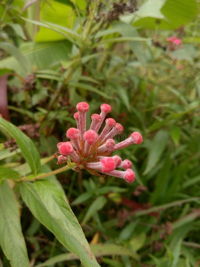 Hope flower stock photo. Image of dream, hope, symbolized - 278063074