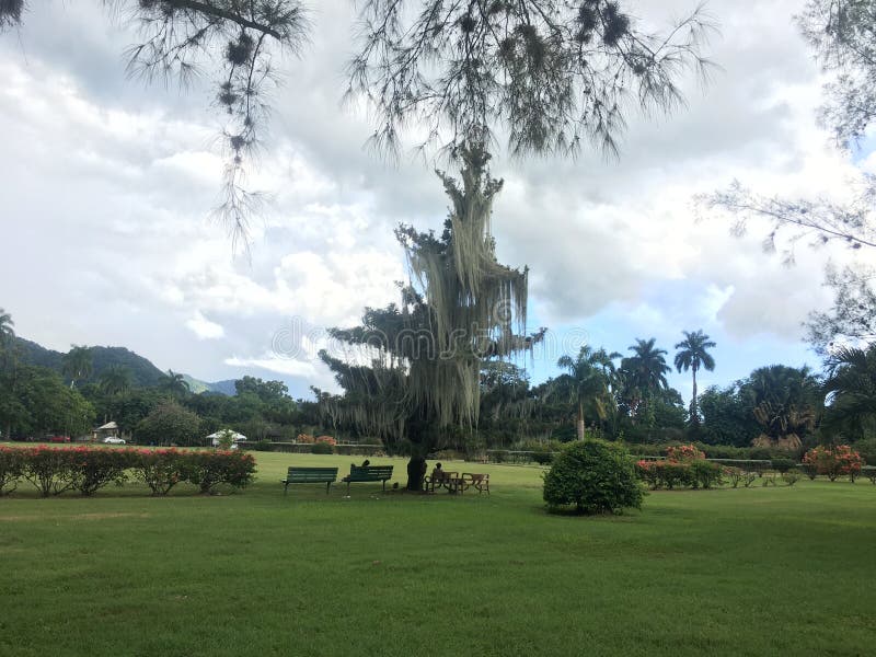 Hope garden stock image. Image of garden, snow, tree - 232688531