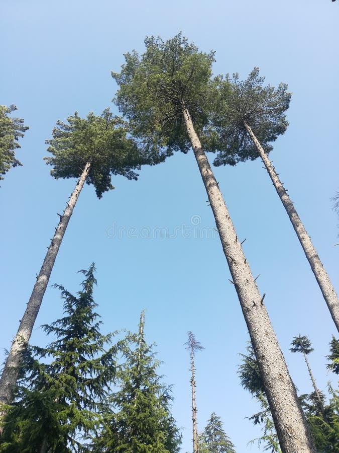 Hope so high stock photo. Image of memory, beautiful - 191149300