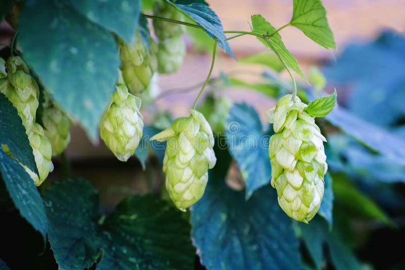 Hope leaves and cones stock image. Image of cone, garden - 125938565