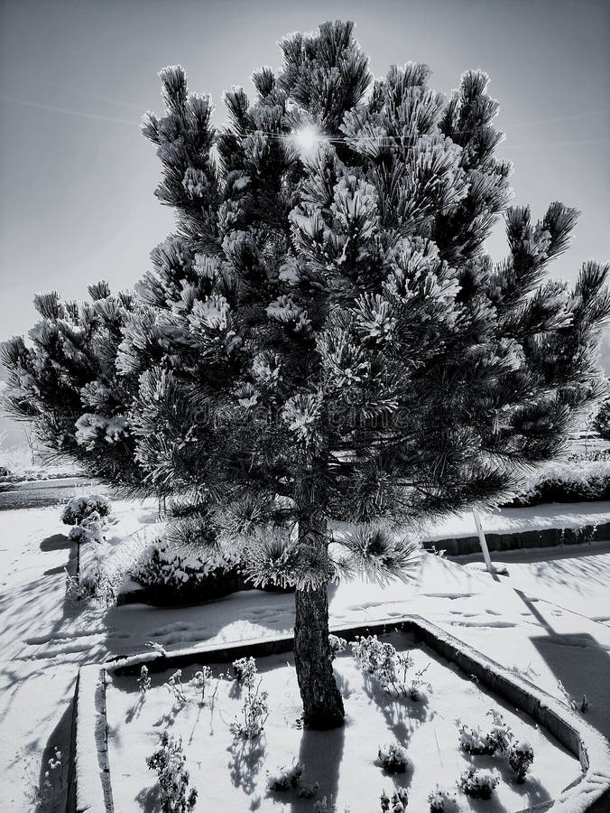 Hope in the MouThe Tree of Hope in the Mountains Stock Image - Image of ...