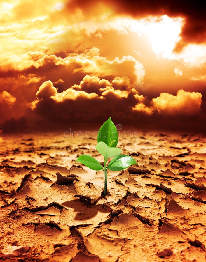 Hope of New Life in a Destroyed Environment Stock Photo - Image of ...