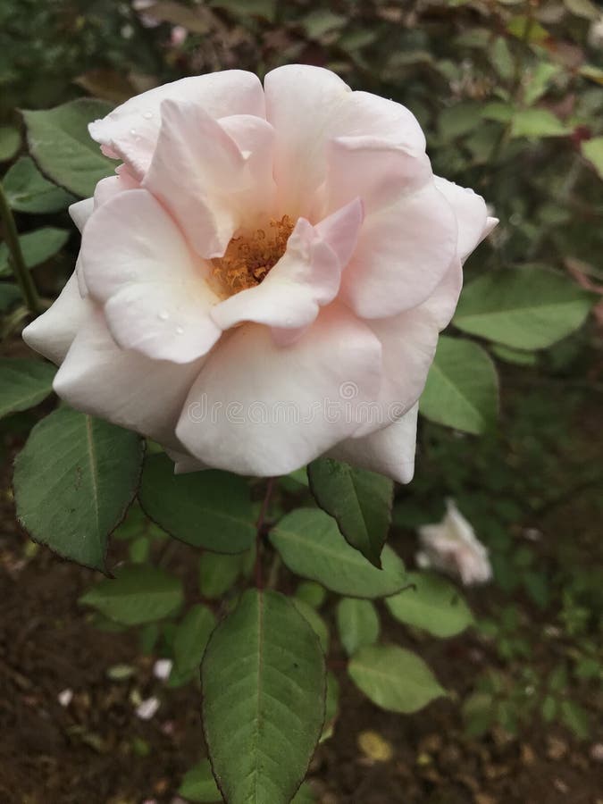 A hope with rose stock image. Image of rose, leaf, whiteness - 203889113