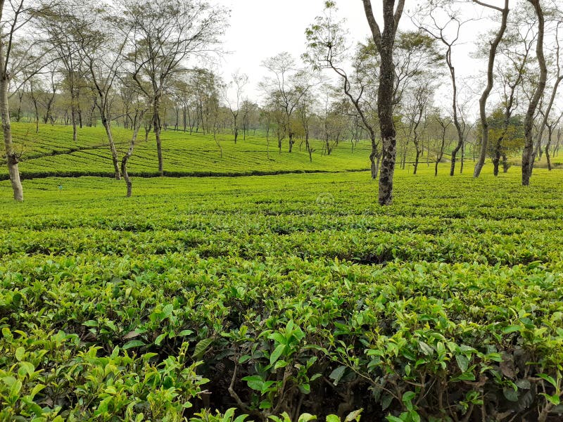 Hope Tea garden stock photo. Image of forest, garden - 187368012