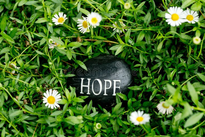 Hope Word on Black Stone Amongst Tiny Daisy Flowers Stock Photo - Image ...