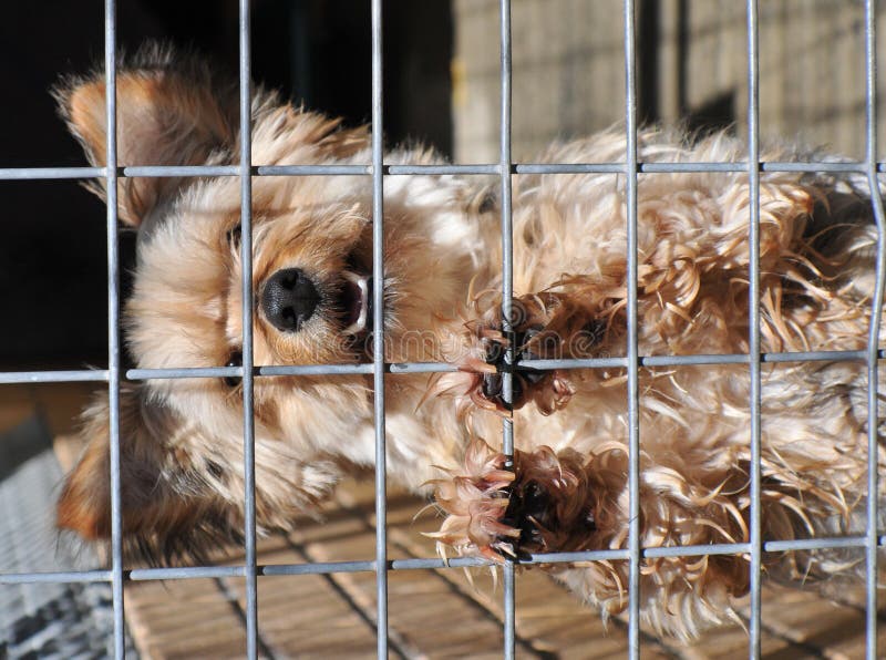 Hopeful Homeless dog stock photo. Image of pound, terrier - 12749650